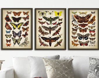 Butterfly print set of 3 butterfly poster Butterfly print | Etsy