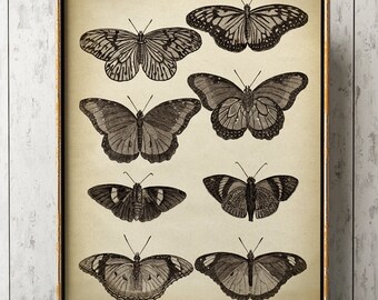 Butterfly poster | Etsy