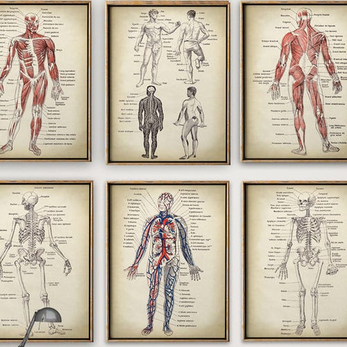 ANATOMY Print Set of 6 Art Prints Anatomy Poster Set Instant | Etsy