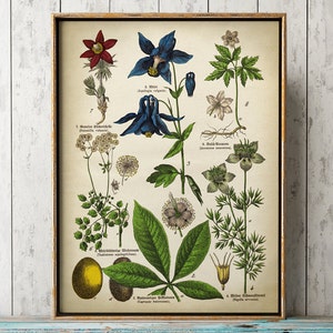 Botanical Poster Plants and Flowers Print Botanical Print | Etsy