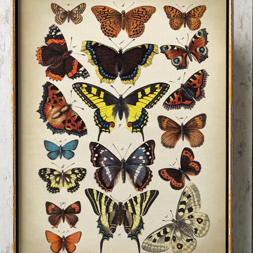 Butterfly Poster Butterfly Print Butterflies Wall Decor - Etsy