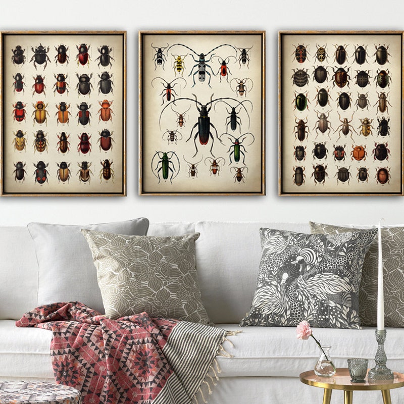 Insect Collection - Etsy