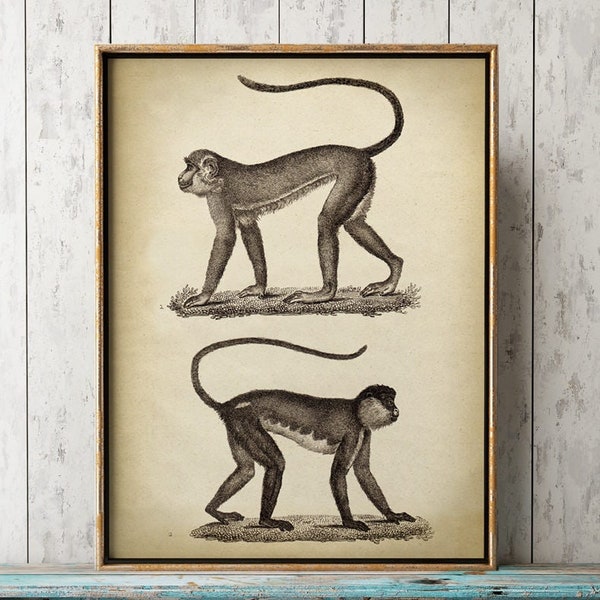 Monkey Poster - Etsy