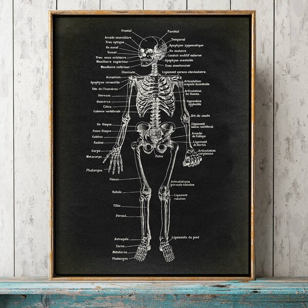 Skeleton Poster - Etsy