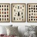 BEETLE INSECT PRINT Set of 3 Beetle Posters, Insect Print, Beetle Wall ...