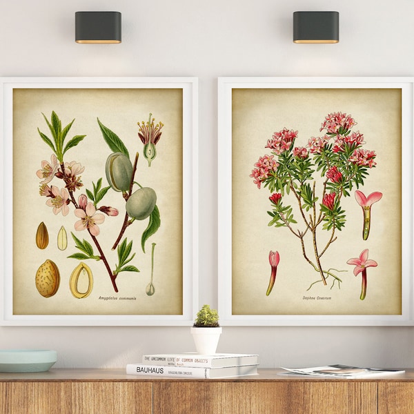 Antique Botanical Poster - Etsy