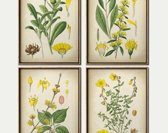 BOTANICAL Print SET of 4 Green Plants Prints Flower | Etsy