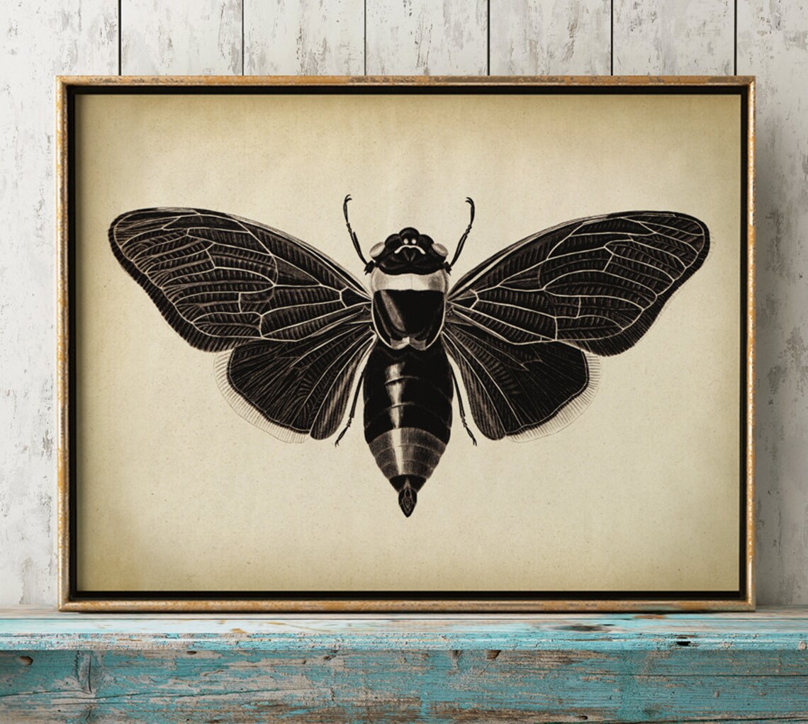 Insects Print Insect Poster Moth Print Moth Poster - Etsy