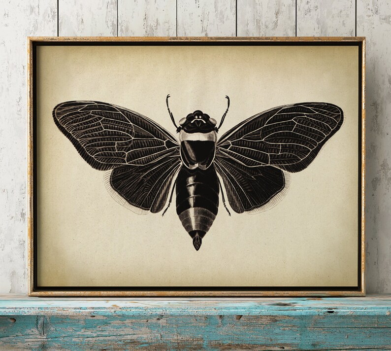 Insects print Insect poster moth print moth poster | Etsy