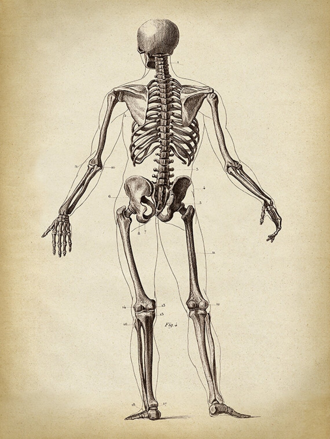 Anatomy Print SET of 3 Anatomical Skeleton Poster Anatomy - Etsy
