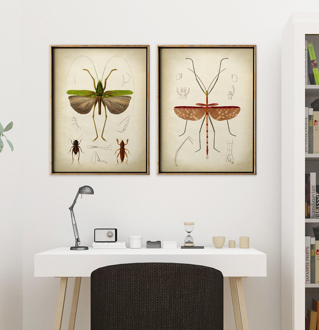 INSECT PRINT Set of 2, Insect Poster, Grasshopper Set, Insect Set Art ...