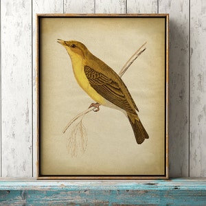 Bird Print Set of 3, Bird Poster, Songbirds Print, Antique Ornithology ...