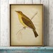 Bird Print Set of 3, Bird Poster, Songbirds Print, Antique Ornithology ...