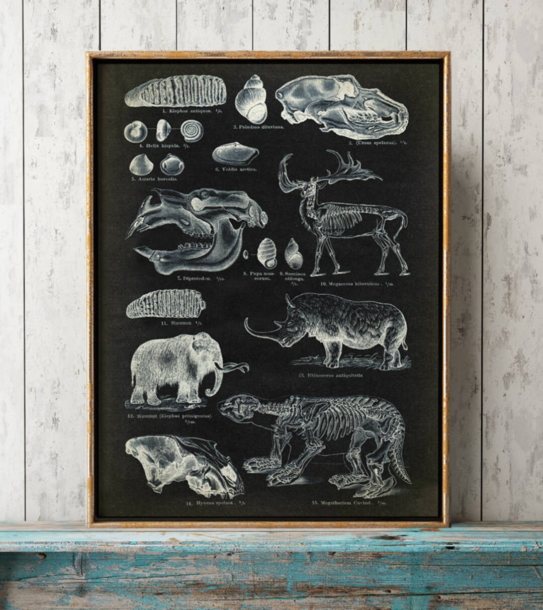 Prehistoric Animal Chart Poster: Dinosaur Skeleton, Paleontology ...