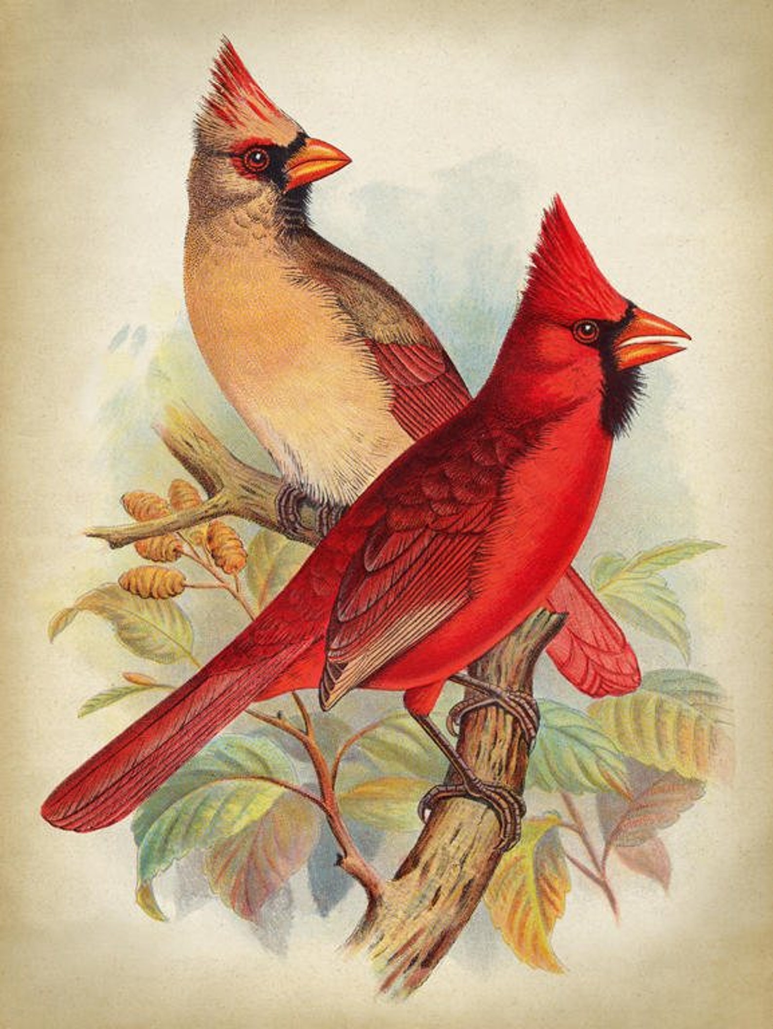 BIRD PRINT Amazing Virginian Cardinal Birds Poster Songbirds - Etsy