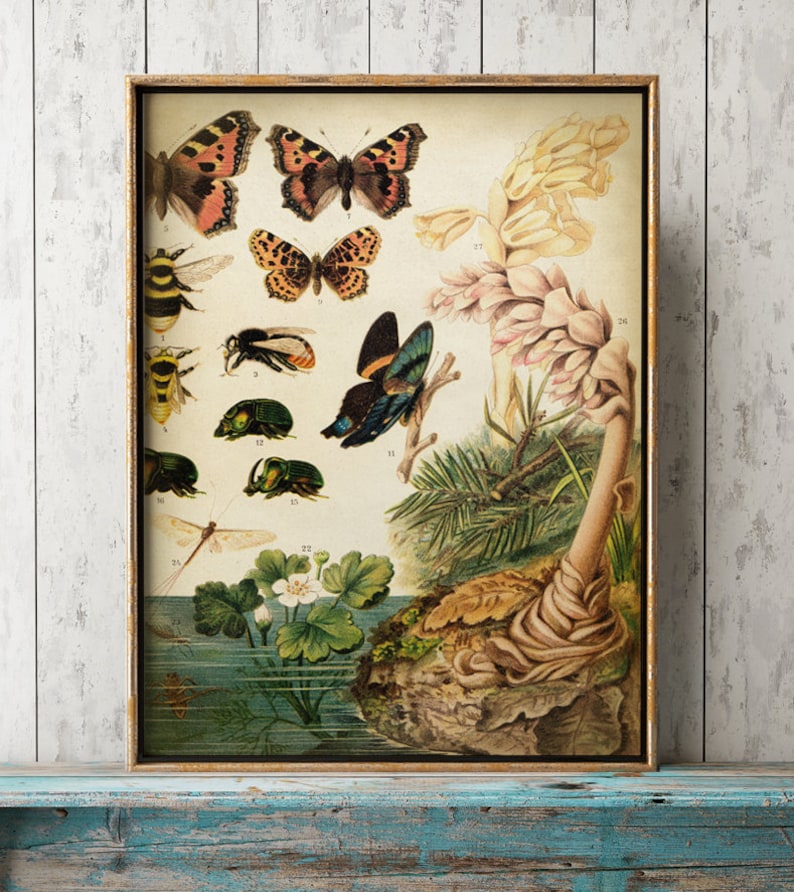INSECT PRINT SET of 2 Insect Poster Butterfly Set Fly | Etsy