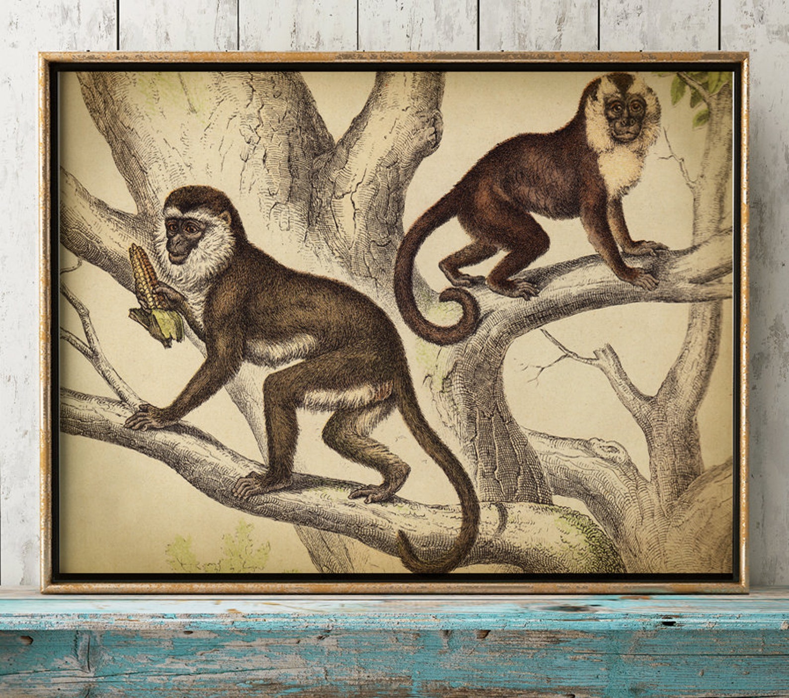 Monkey Print Set: Vintage Jungle Animal Art - Etsy