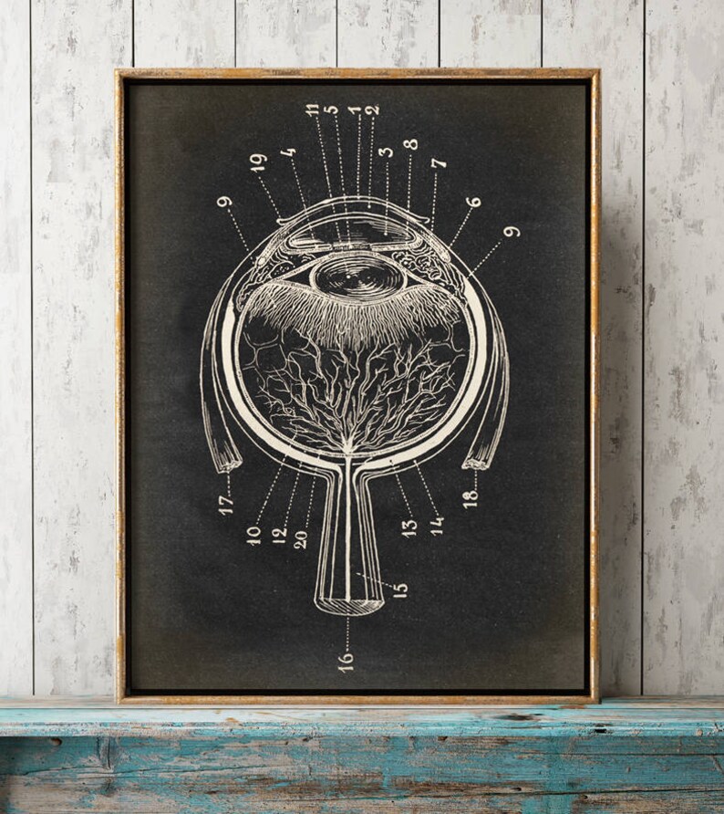 ANATOMY Print SET of Nine Anatomy Charts Anatomy Poster - Etsy