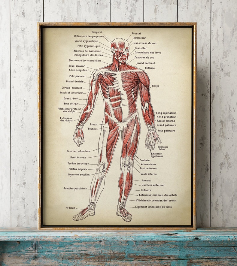 Anatomy Print SET of 2 Anatomical Poster Muscular System | Etsy