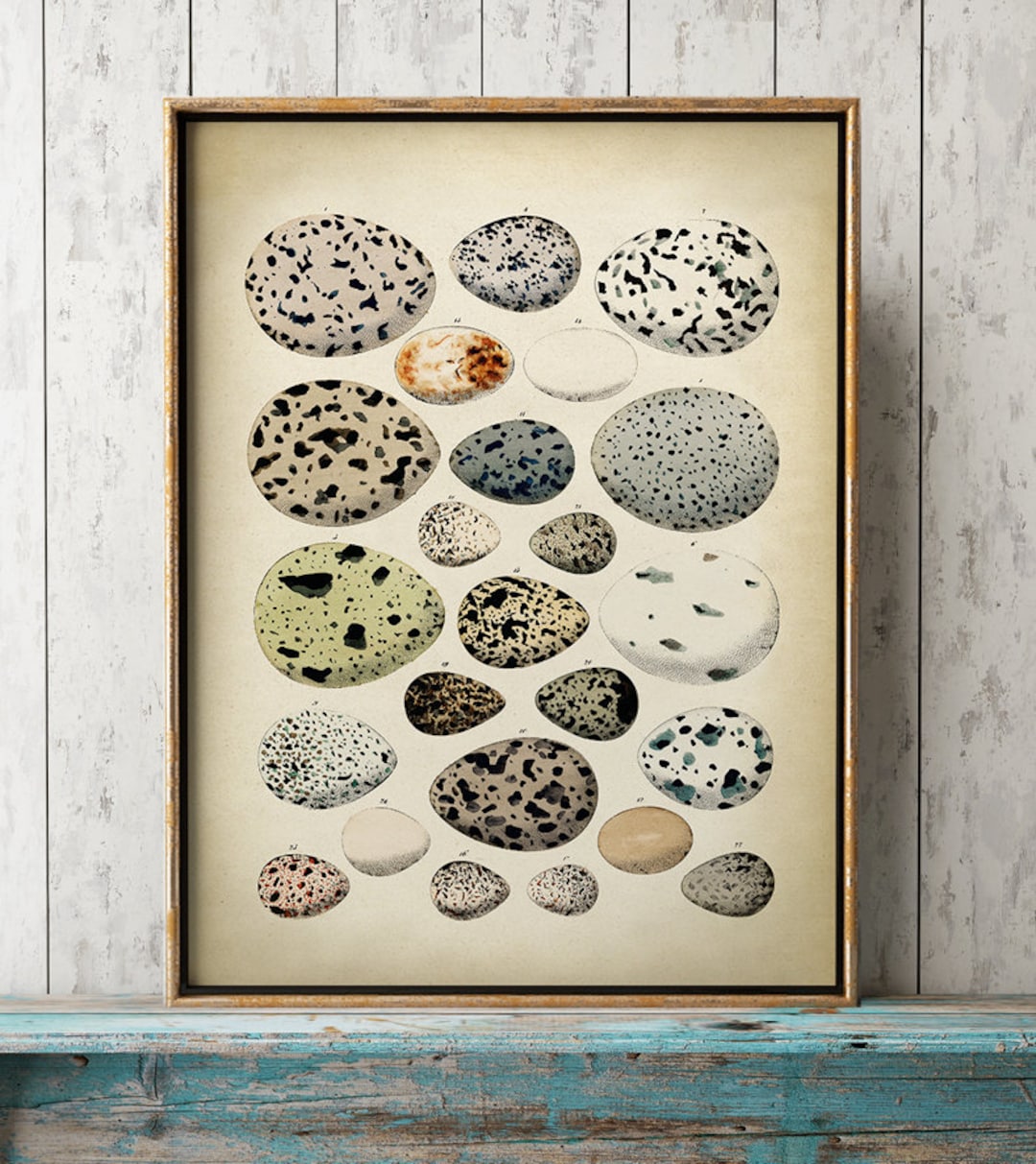 Bird Eggs Art Print, Bird Eggs Drawing, Bird Nesting, Poultry Vintage ...