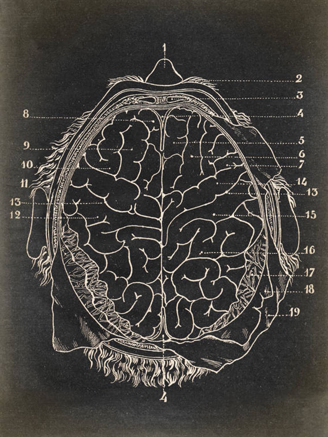 BRAIN ANATOMY Poster Brain Face Chart Scientific - Etsy UK