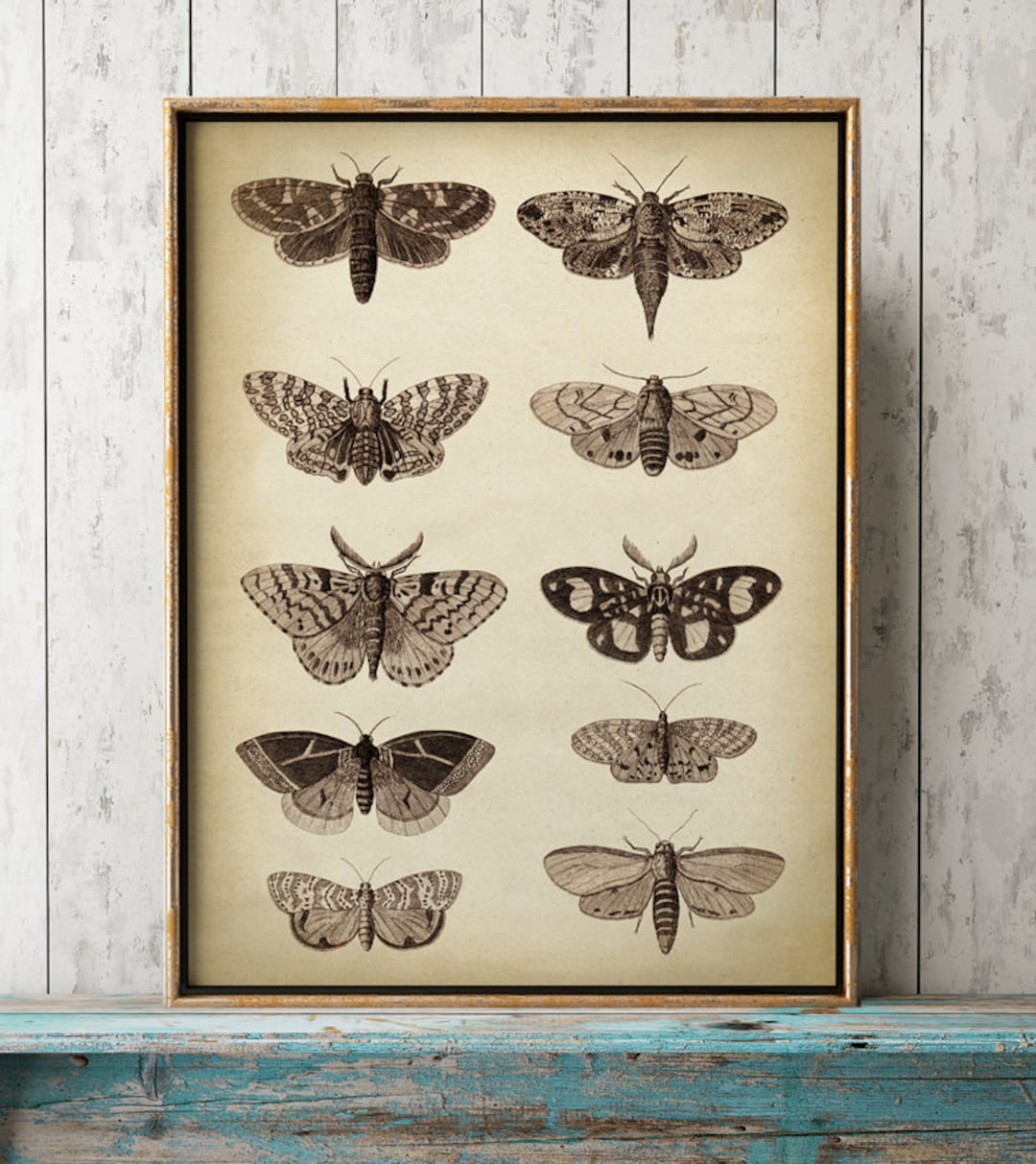 Butterfly Print, Butterfly Poster, Butterflies Wall Decor, Scientific ...
