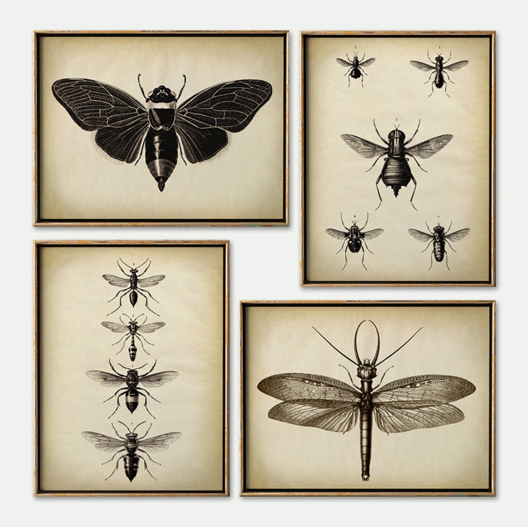 INSECT PRINT SET of 4 Insect Prints, Insect Poster, Bee, Wasp, Moth ...