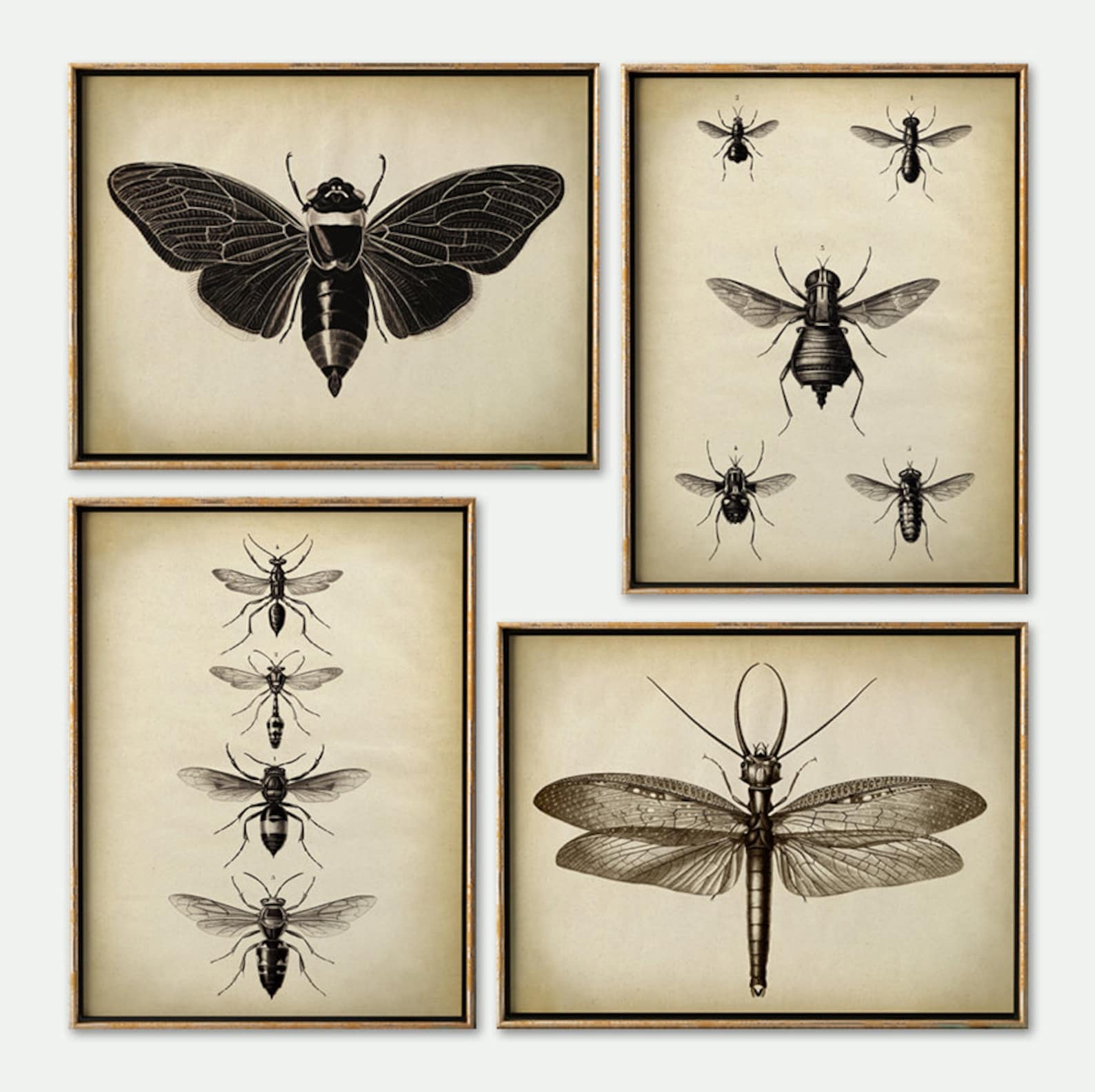 INSECT PRINT SET of 4 Insect Prints Insect Poster Bee Wasp | Etsy