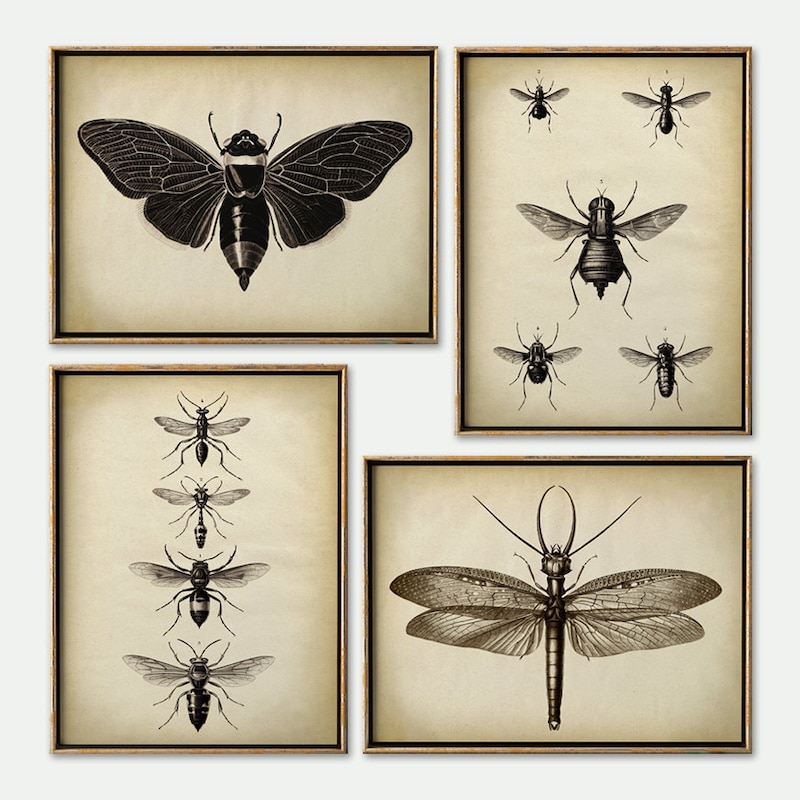 Insect Illustration - Etsy