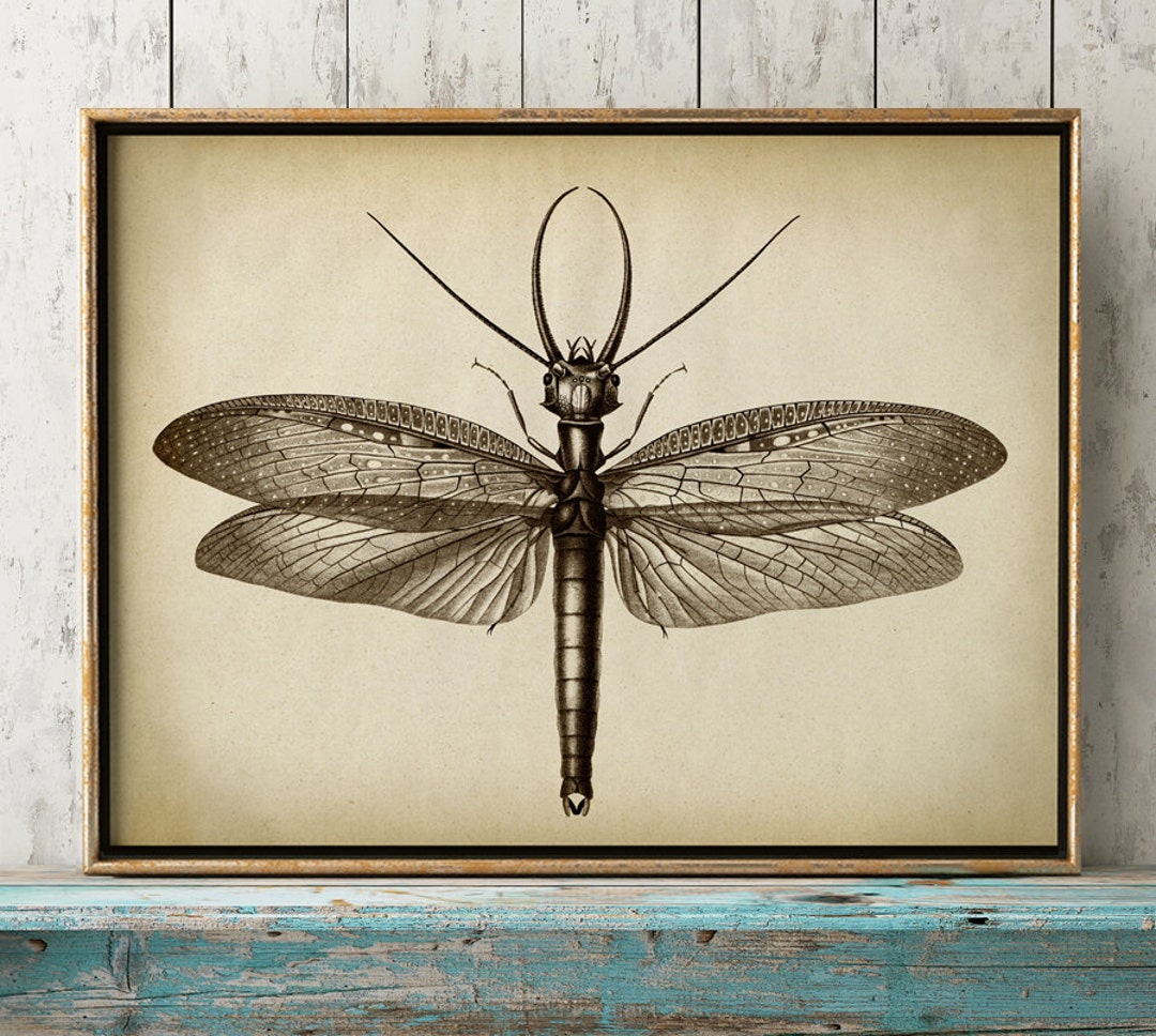 Insects Print, Insect Poster, Moth Print, Moth Poster, Butterfly ...