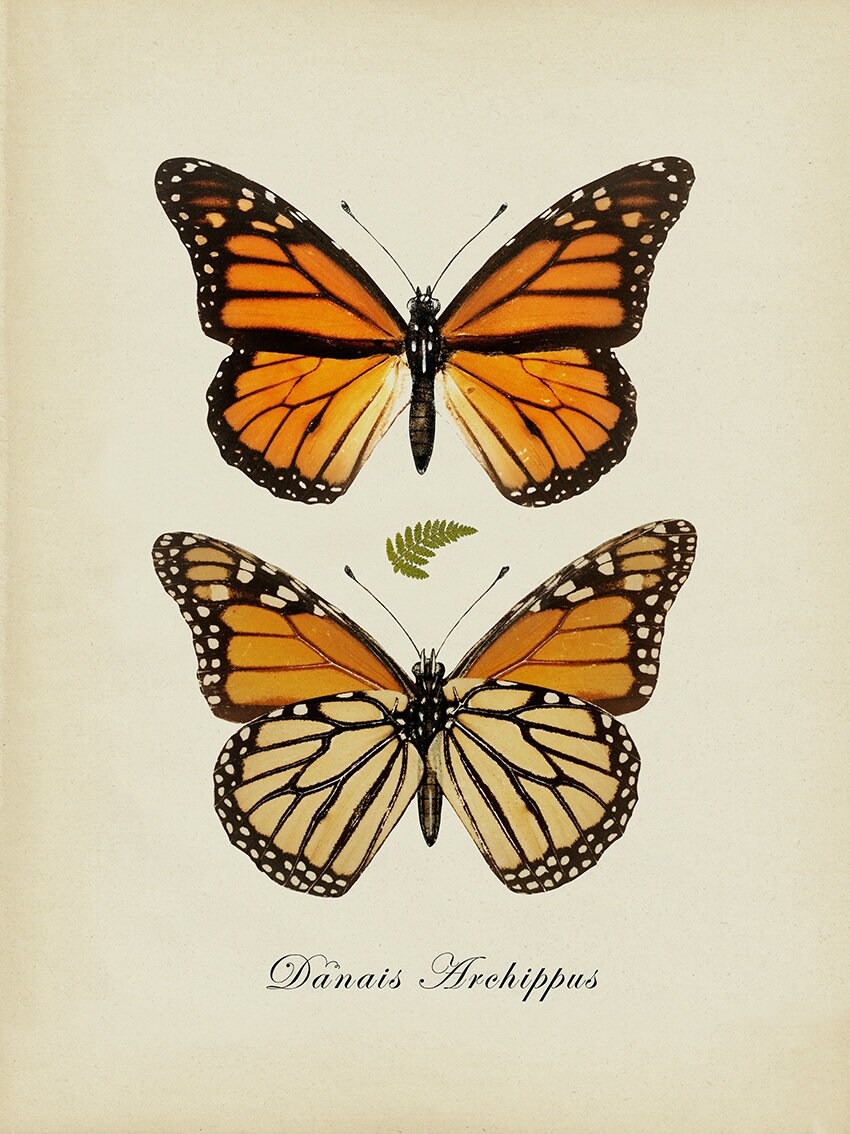 Butterfly Print Butterfly Poster Insects Print Orange | Etsy