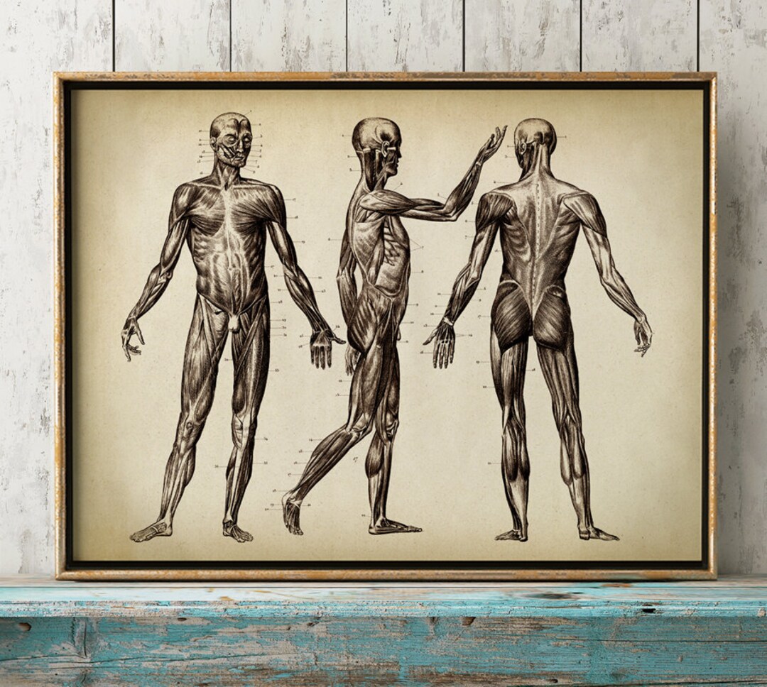 Anatomy Print, Anatomy Poster, Muscular System Print, Human Skeleton ...