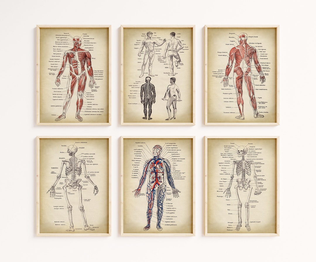 ANATOMY Print Set of 6 Art Prints, Vintage Anatomy Poster Wall Art ...