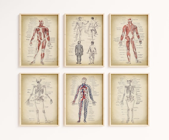 Vintage Anatomy Poster Vintage Anatomy Posters: Art, Prints & Wall Art