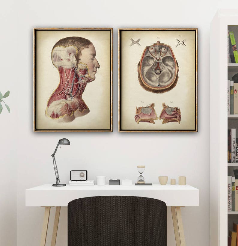 Anatomy Poster SET of 2 Anatomical Print Human Body Head - Etsy