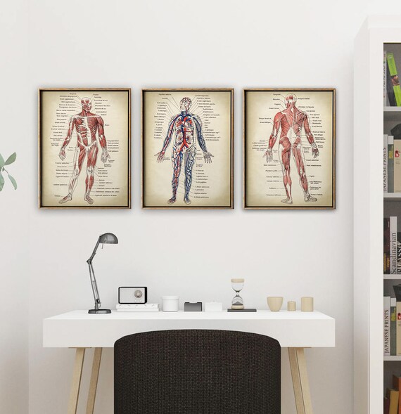 Anatomy Print SET of 3 Anatomical Poster Muscles and | Etsy