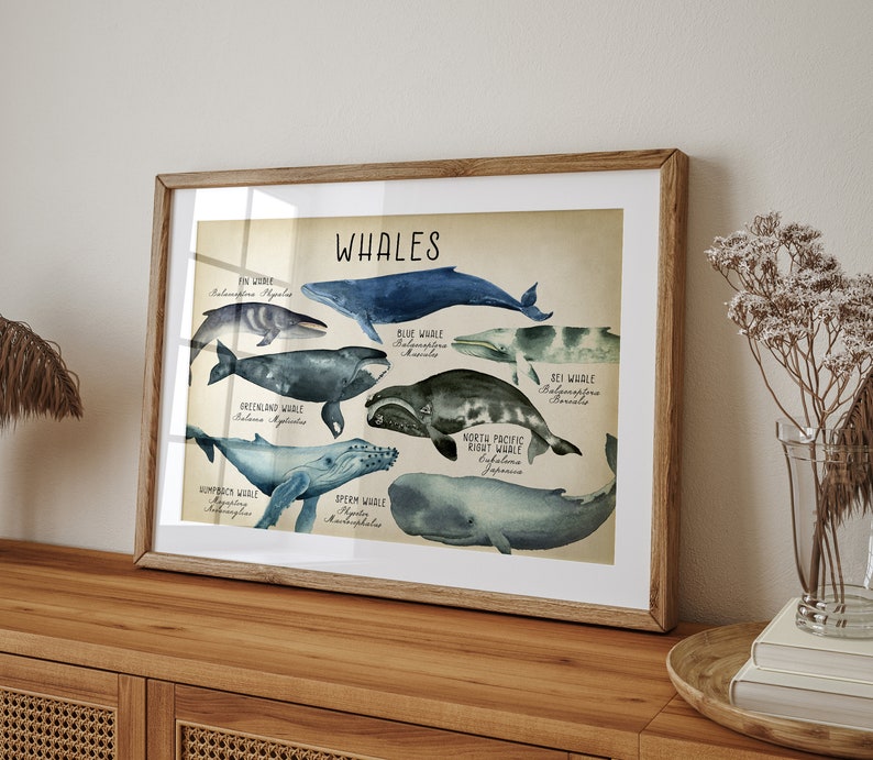 WHALES Art Print Watercolor Whale Poster Whale Breeds - Etsy