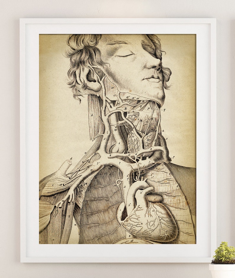 Anatomy Print Anatomy Poster Medical Print Anatomical - Etsy
