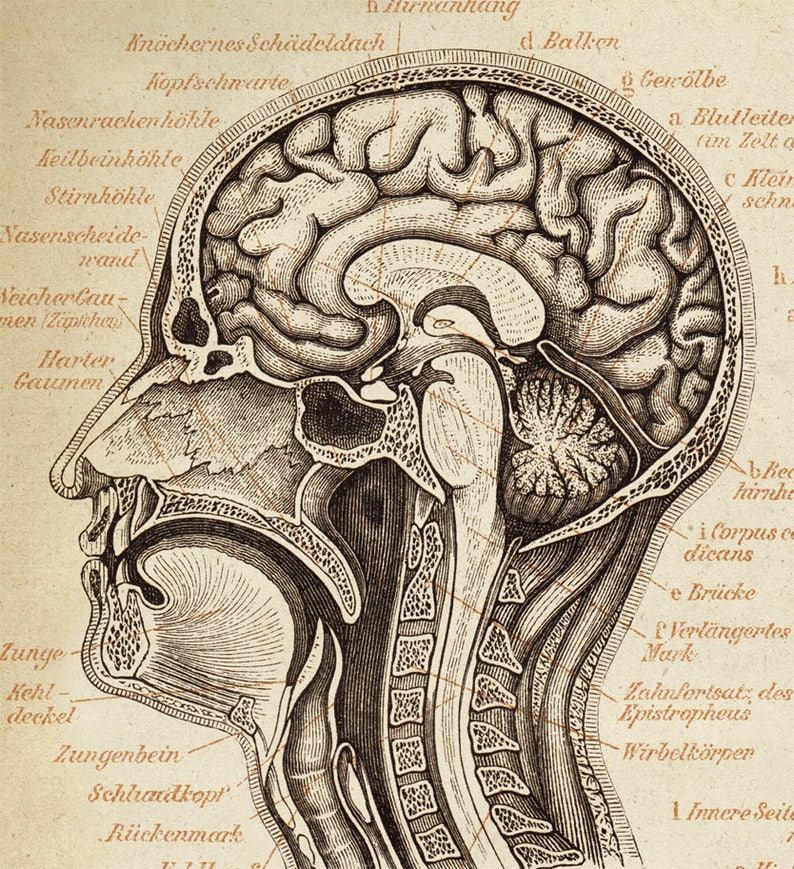 Brain Anatomy POSTER Brain Chart Scientific Illustration | Etsy Brain Anatomy POSTER Brain Chart Scientific Illustration | Etsy