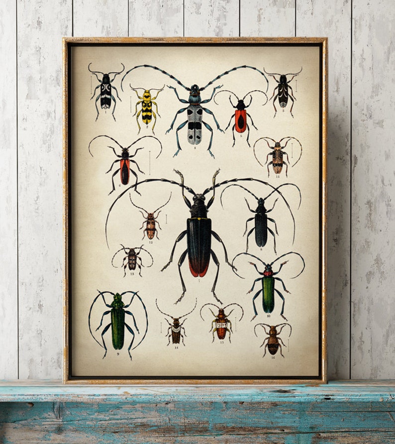 BEETLE INSECT PRINT Set of 3 Beetle Posters Insect Print - Etsy