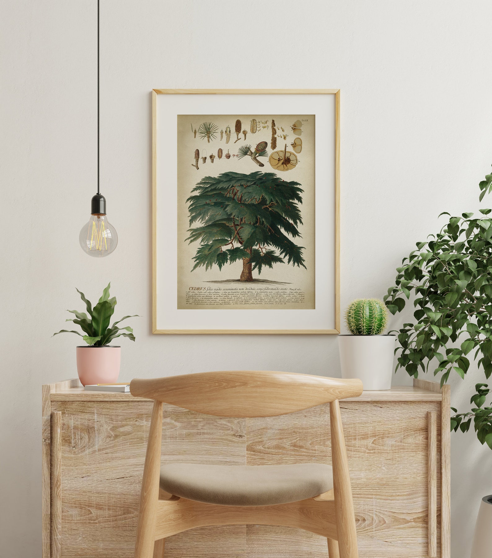 Botanical Print Green Tree Poster Cedar Chart Study Poster - Etsy