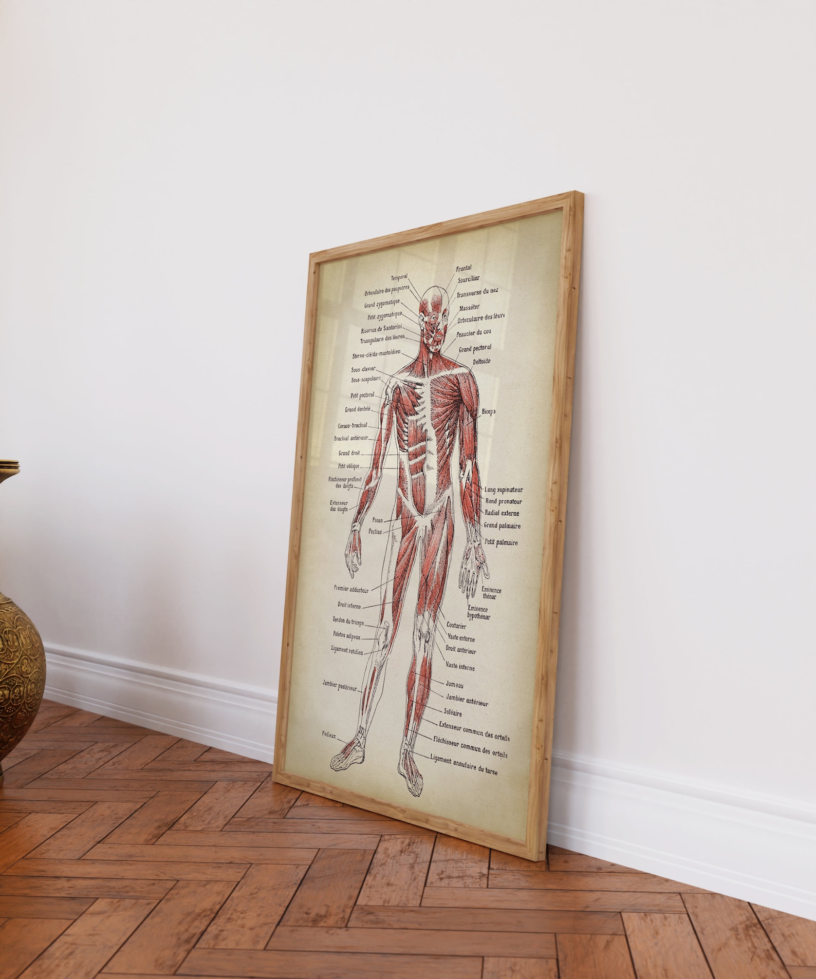 Anatomy Print SET of Four Anatomy Poster Scientific - Etsy