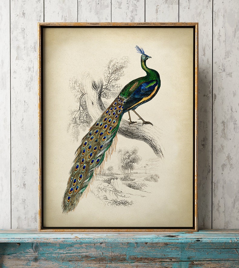 Peacock Art Print Male Peafowl Drawing Turkey Elegant Big | Etsy