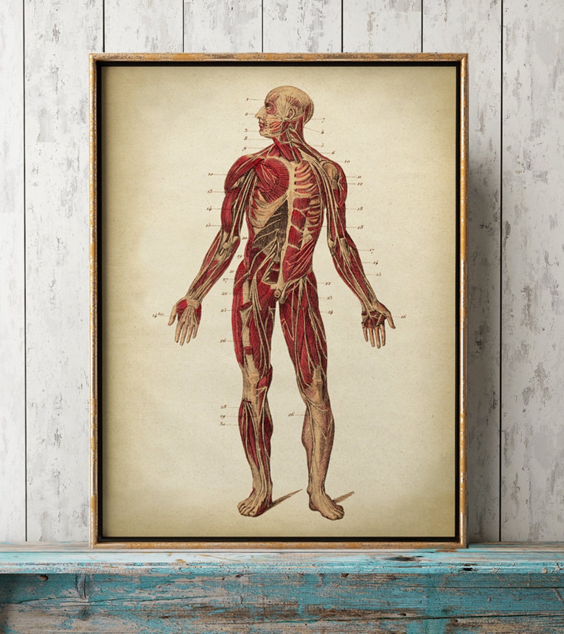ANATOMY PRINT Muscular System Anatomy Poster Anatomical - Etsy