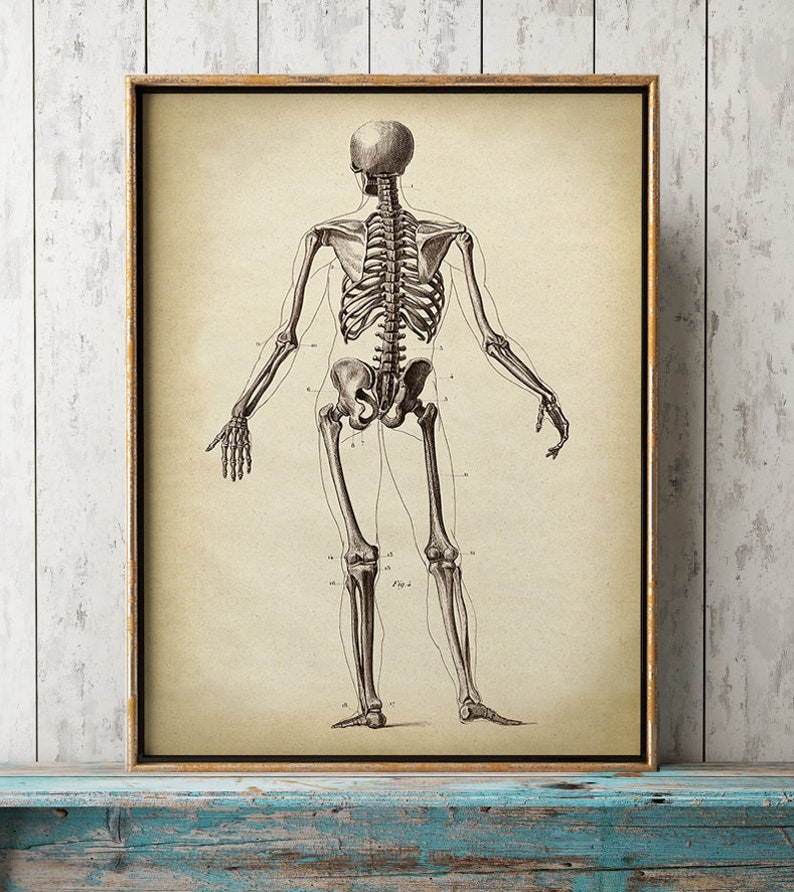 ANATOMY Print Set of 6 Art Prints Skeleton and Muscles | Etsy