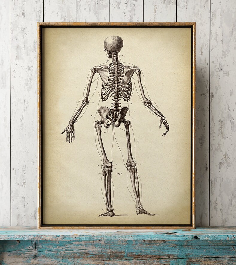 ANATOMY Print Set of 6 Art Prints Skeleton and Muscles | Etsy