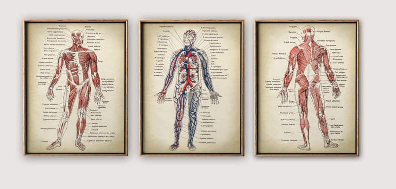 Anatomy Print SET of 3 Anatomical Poster Muscles and | Etsy