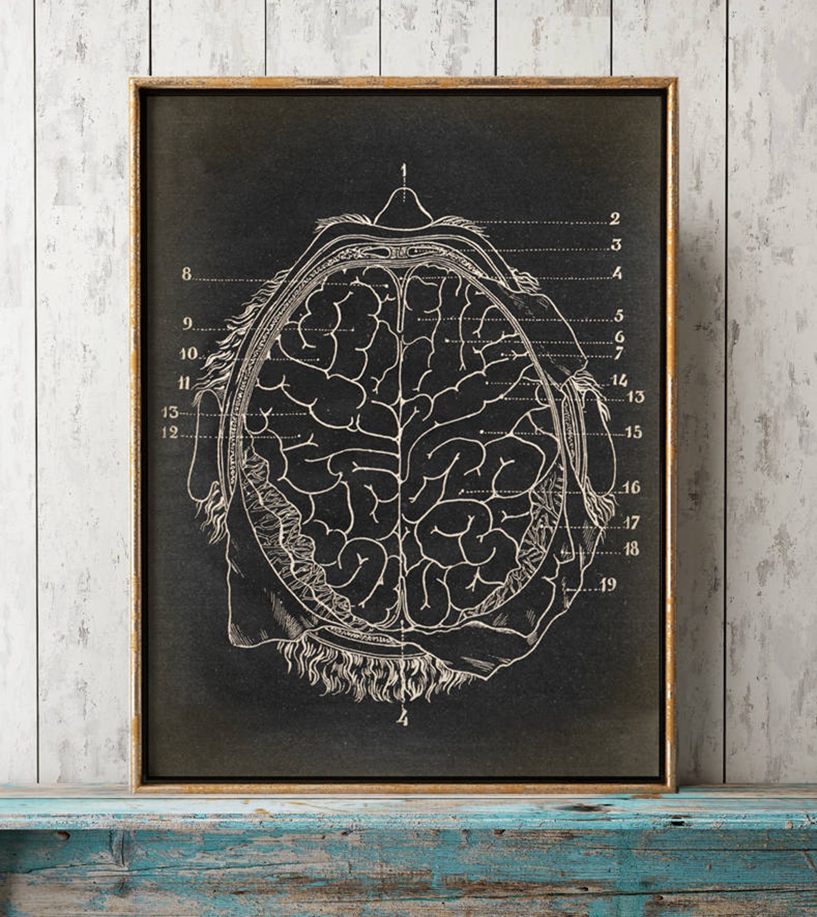 ANATOMY PRINT Set of 2 Anatomical Chart of the Brain Brain - Etsy