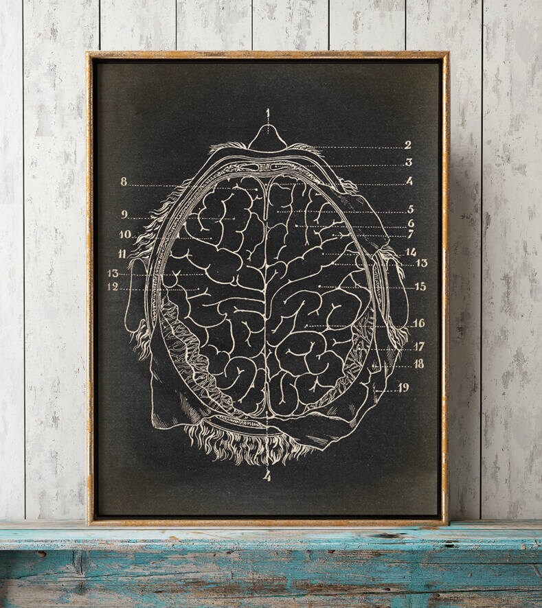 ANATOMY PRINT Set of 2 Anatomical Chart of the Brain Brain - Etsy