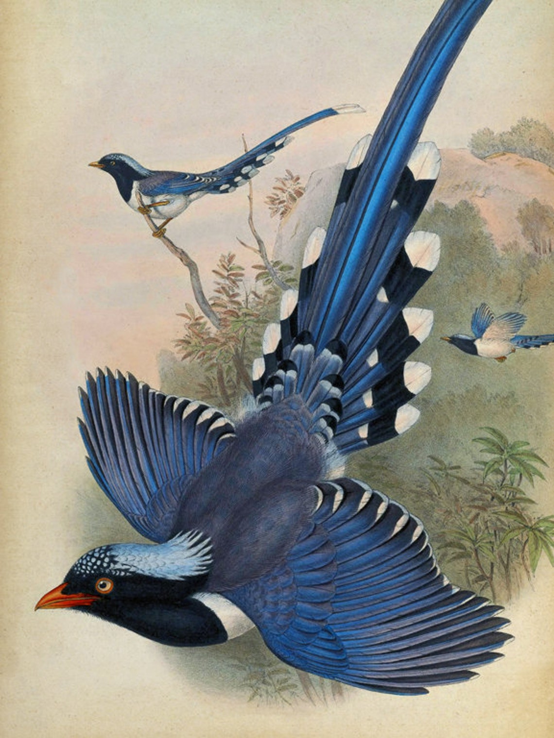 TROPICAL BIRD Print SET of 3 Exotic Bird Poster Blue Bird - Etsy